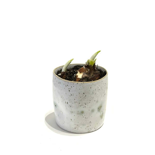 Allison Skinner Pot with Paper Whites | Garmentory