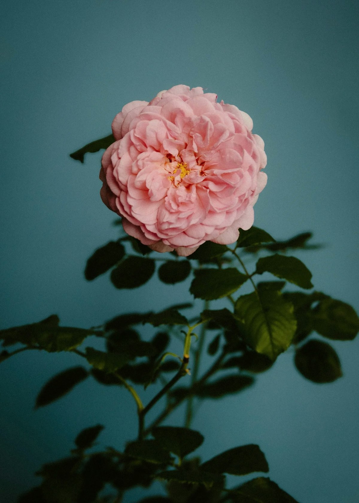 Perfumer H Rose with Insect Eau de Parfum | Garmentory