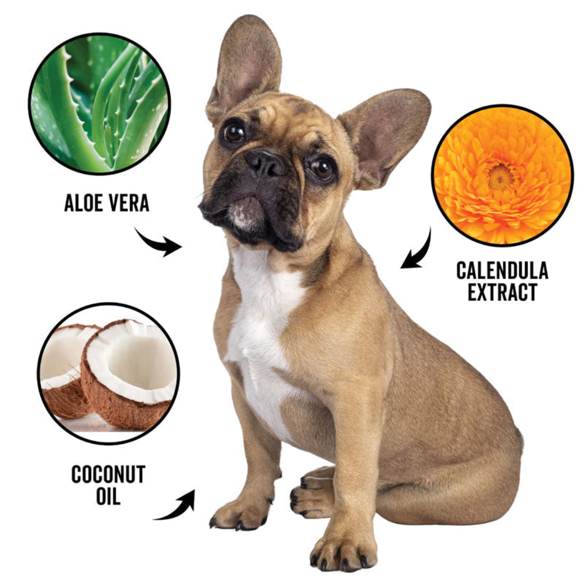 Pride + Groom Dogdays Waterless Foaming Shampoo for Dogs & Cats ...