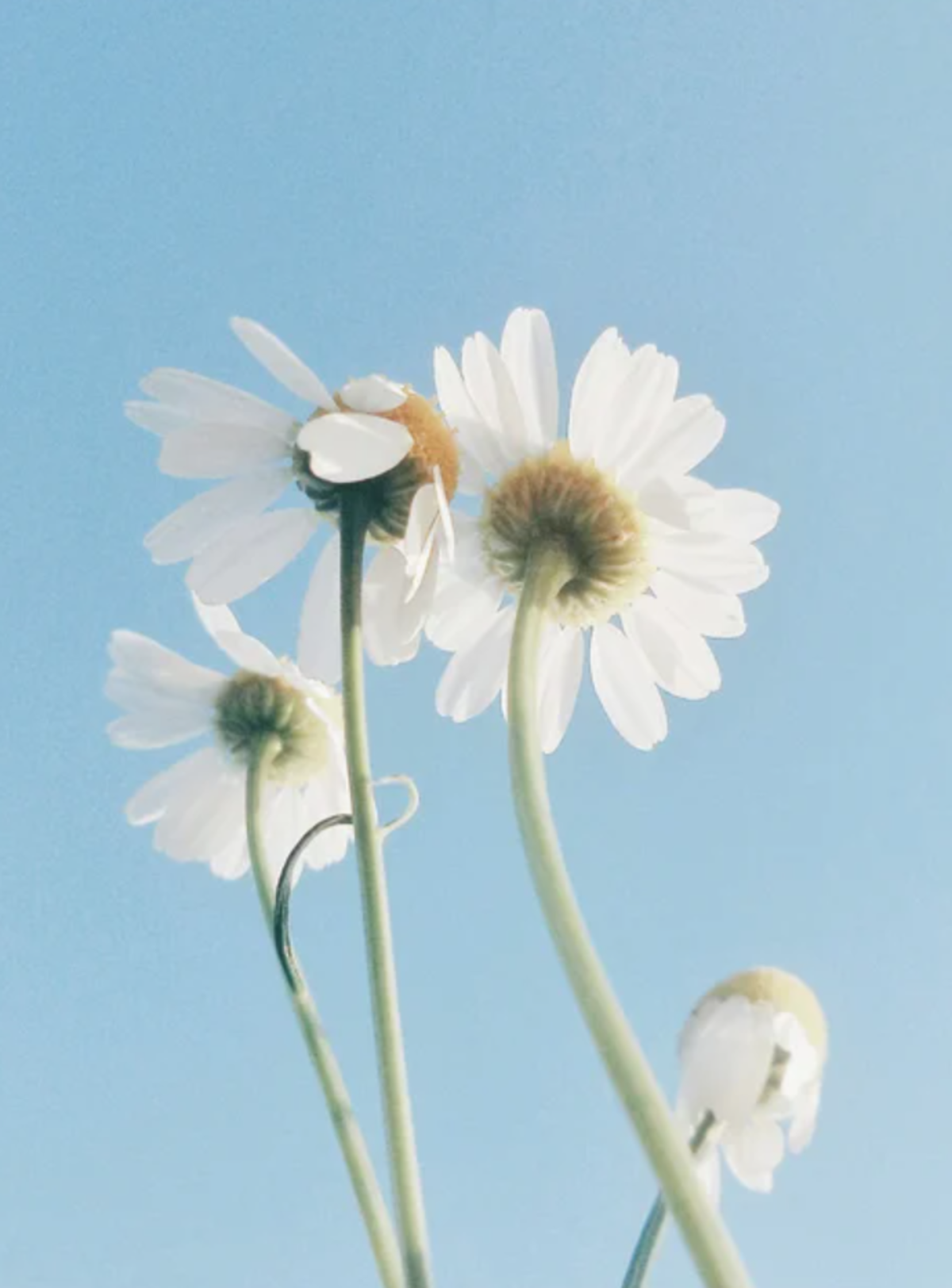 Ghost Town Ranch GhostWash Gel-to-Milk Face Cleanser | Garmentory