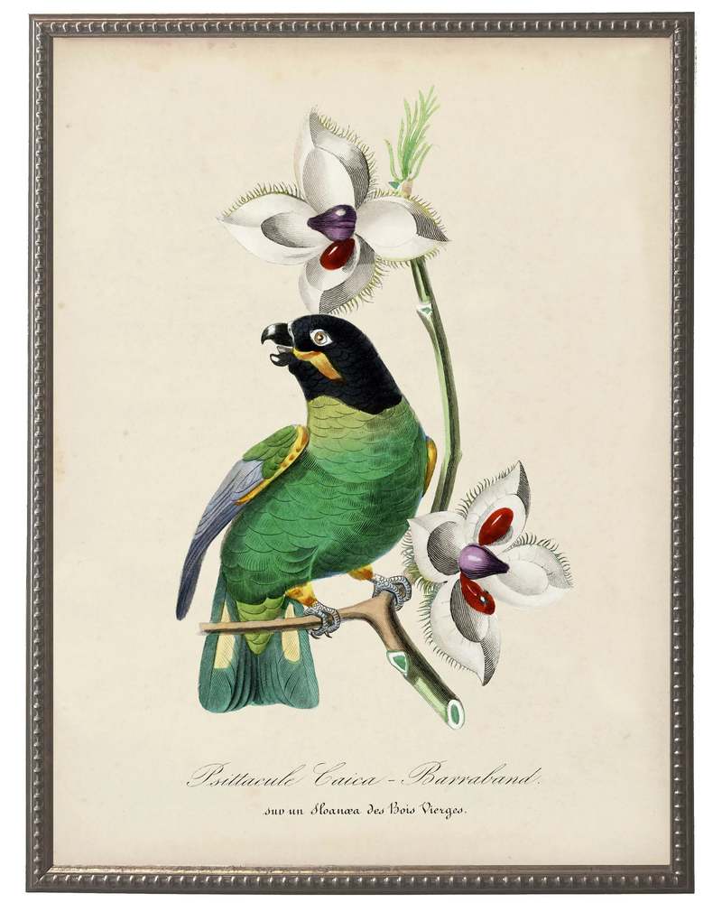 Antique Curiosities Vintage Parakeet and Flower Print in Beaded Pewter ...