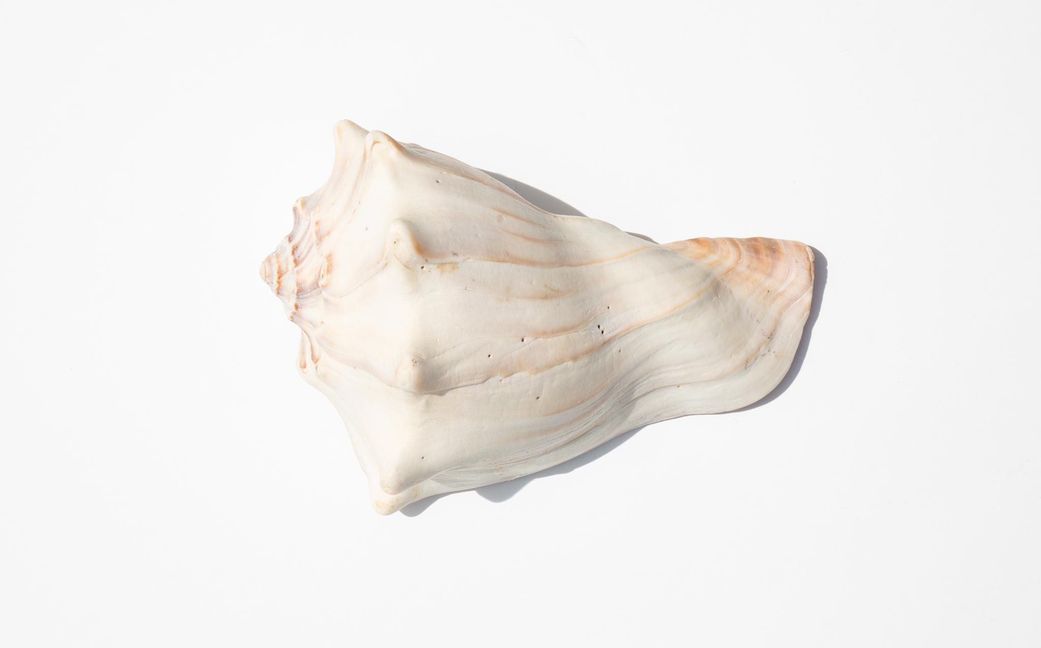 Vintage Kindred Black Knobbed Whelk Shell | Garmentory