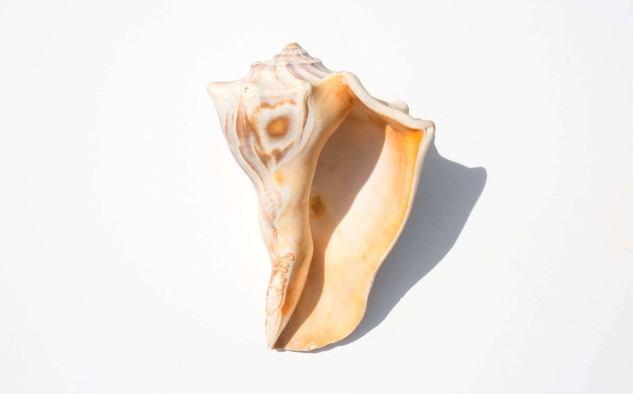 Vintage Kindred Black Knobbed Whelk Shell | Garmentory