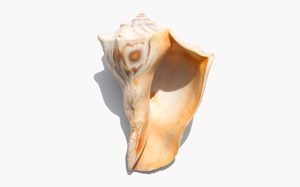 Vintage Kindred Black Knobbed Whelk Shell | Garmentory
