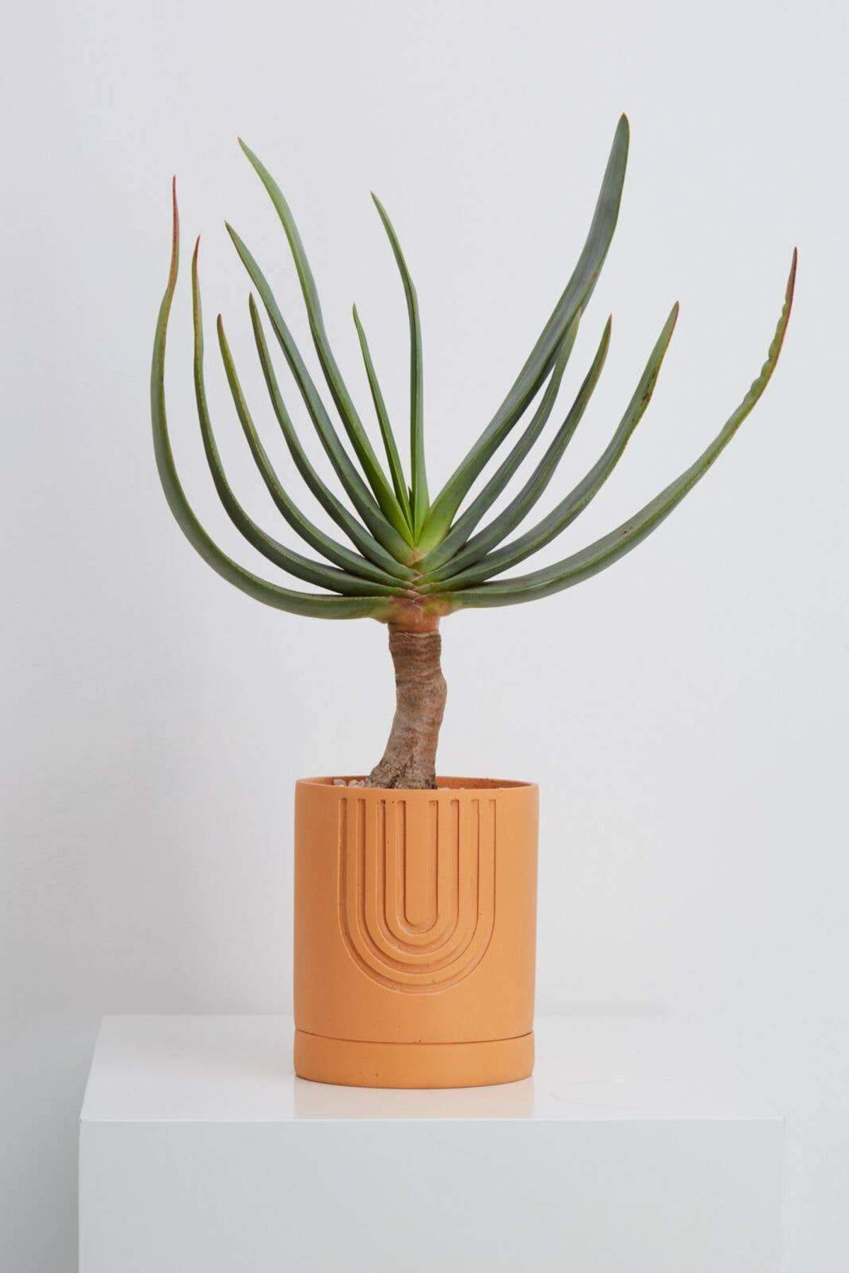 Capra Designs Etch Planter - Desert | Garmentory