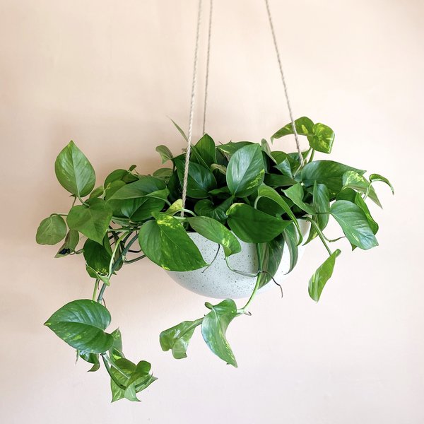 California Greenhouses Golden Pothos | Garmentory