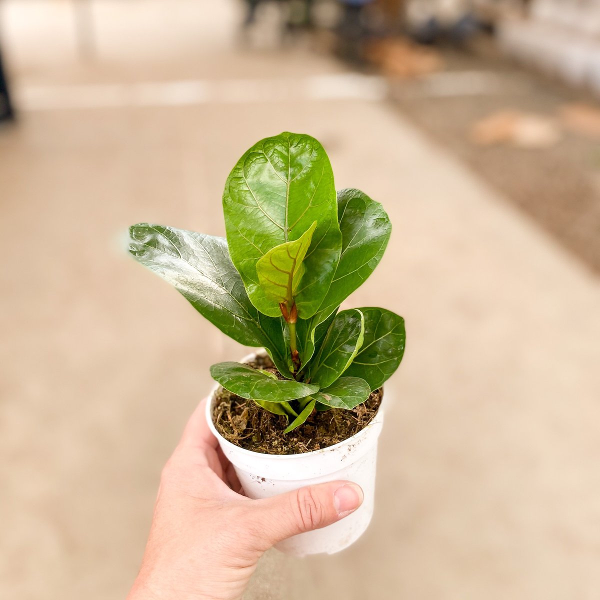 California Greenhouses Ficus Lyrata Fiddle Leaf Fig Little Sunshine ...