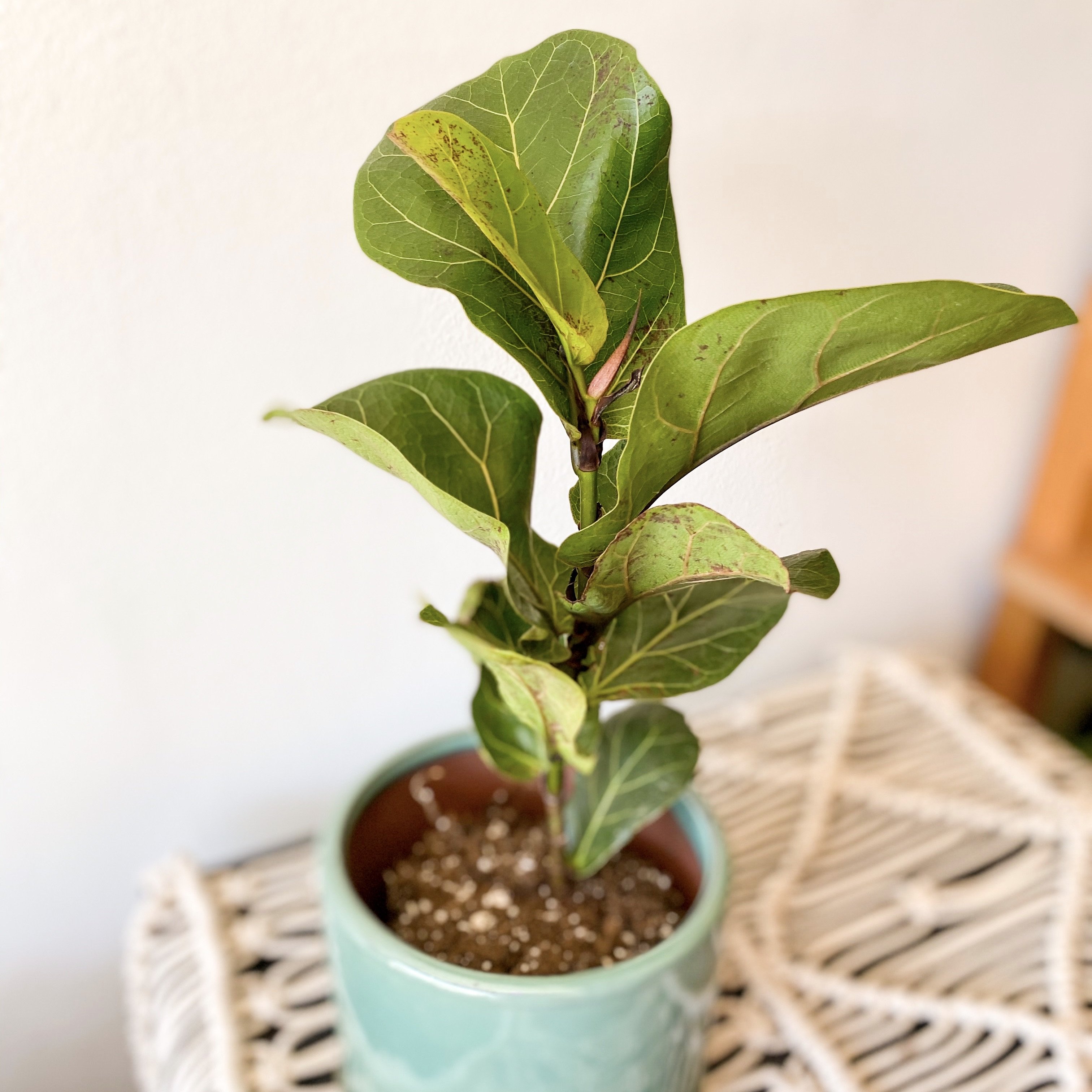 California Greenhouses Ficus Lyrata Fiddle Leaf Fig Little Sunshine ...