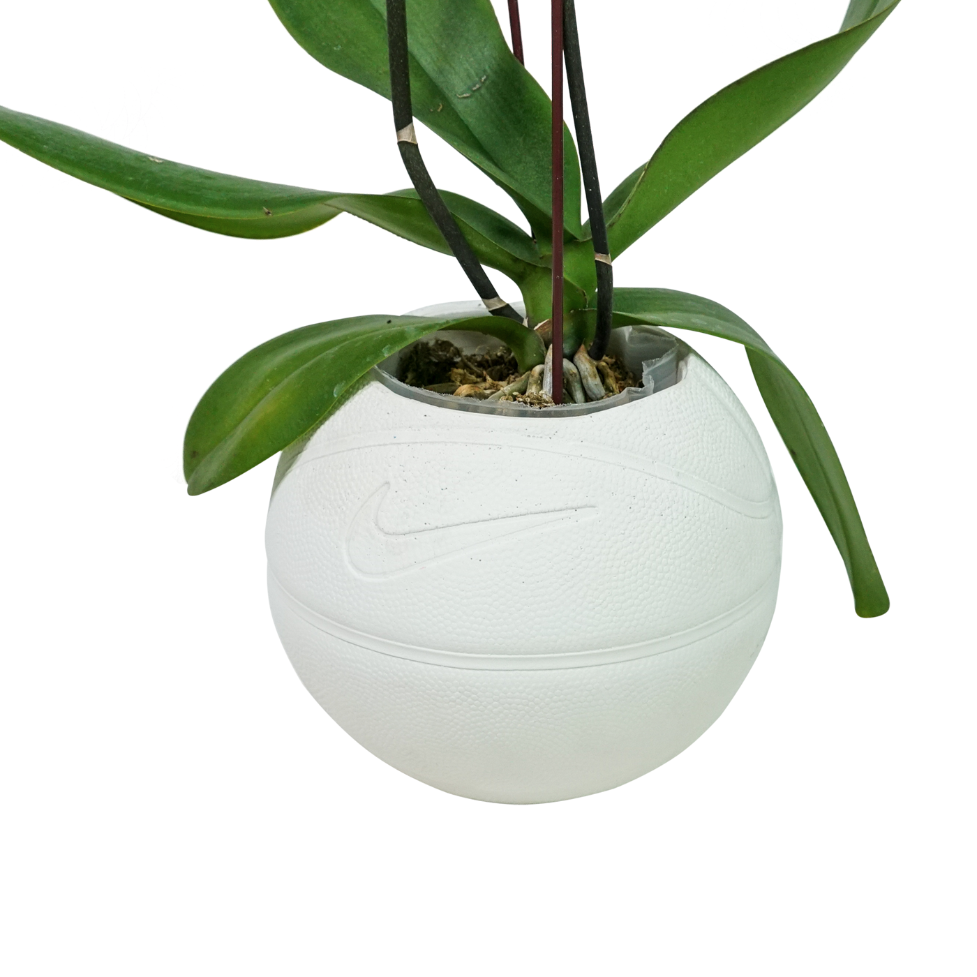 Hydroflora Basketball Planter | Garmentory