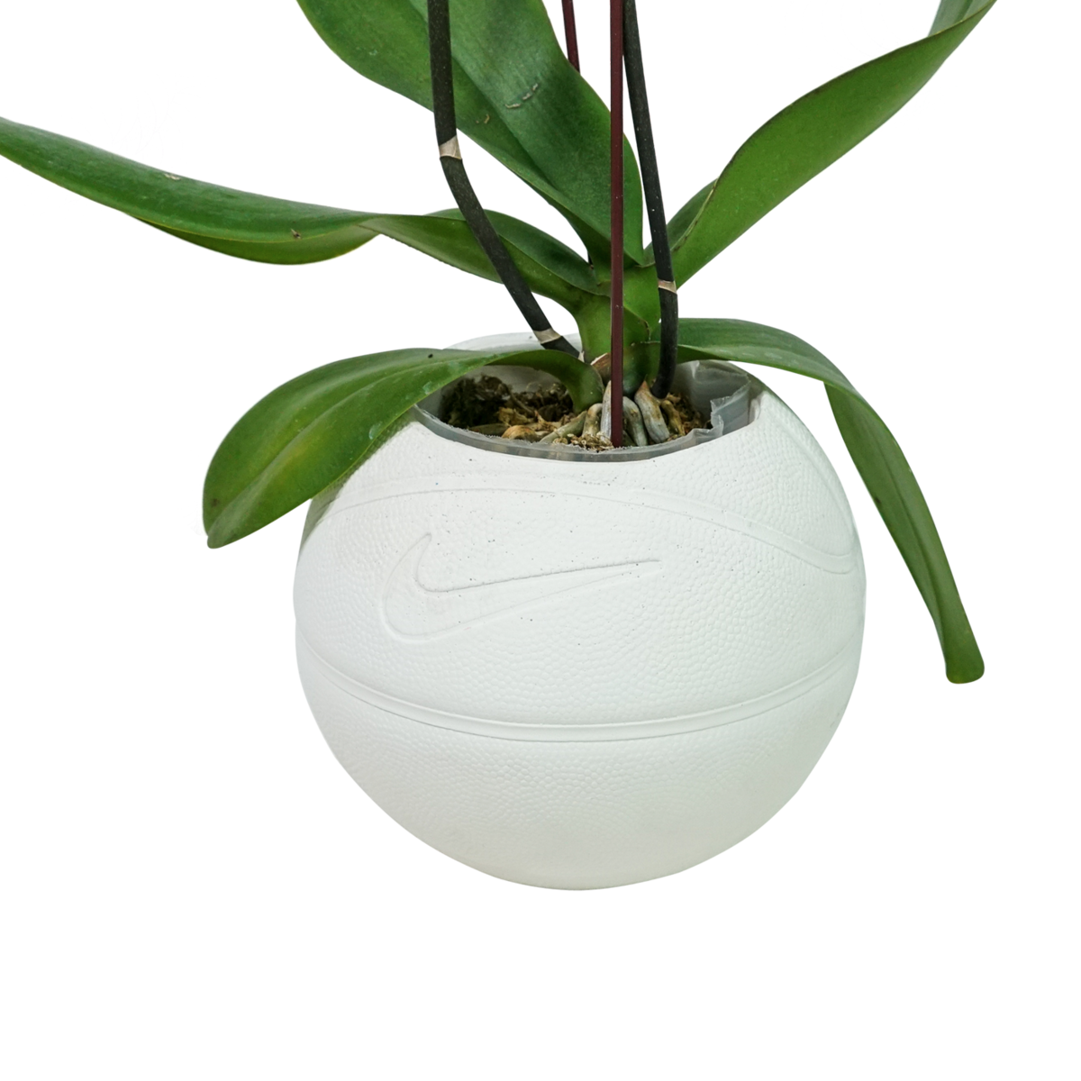 Hydroflora Basketball Planter | Garmentory