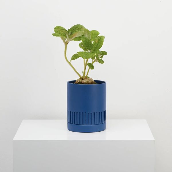 Capra Designs Etch Planter - Neptune | Garmentory