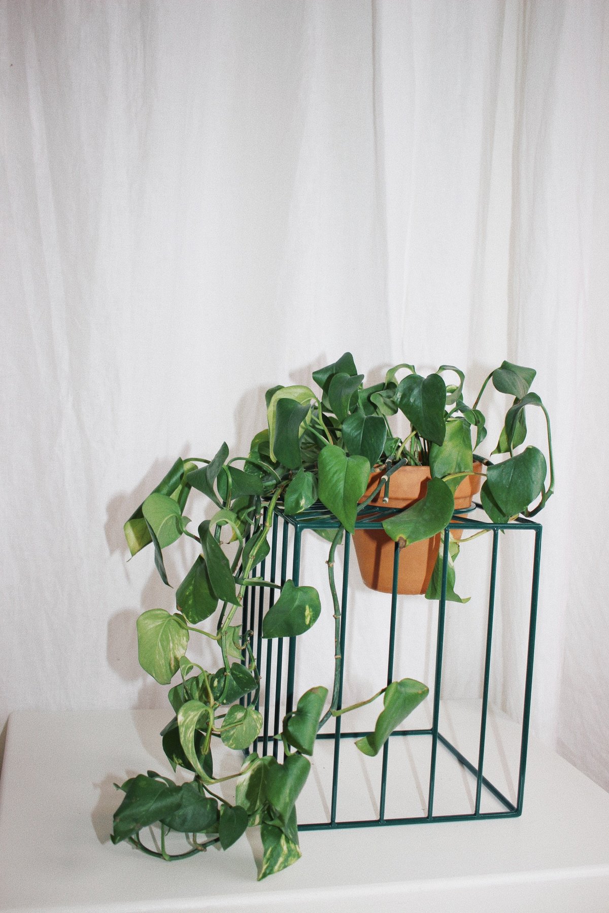 Boonies sunbeam plantstand - dark green | Garmentory