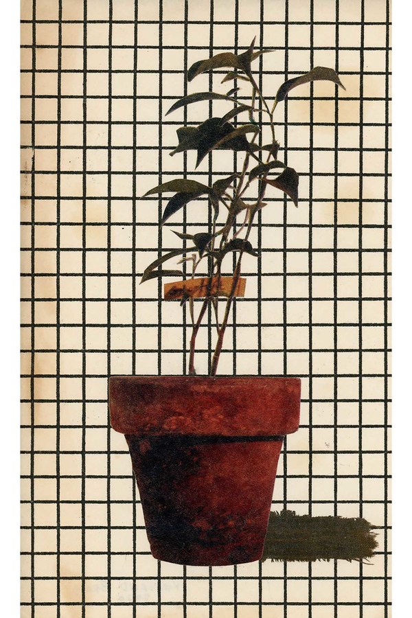 Kirkland Bray Kirk Bray Plant Graph-ing 2021 art | Garmentory