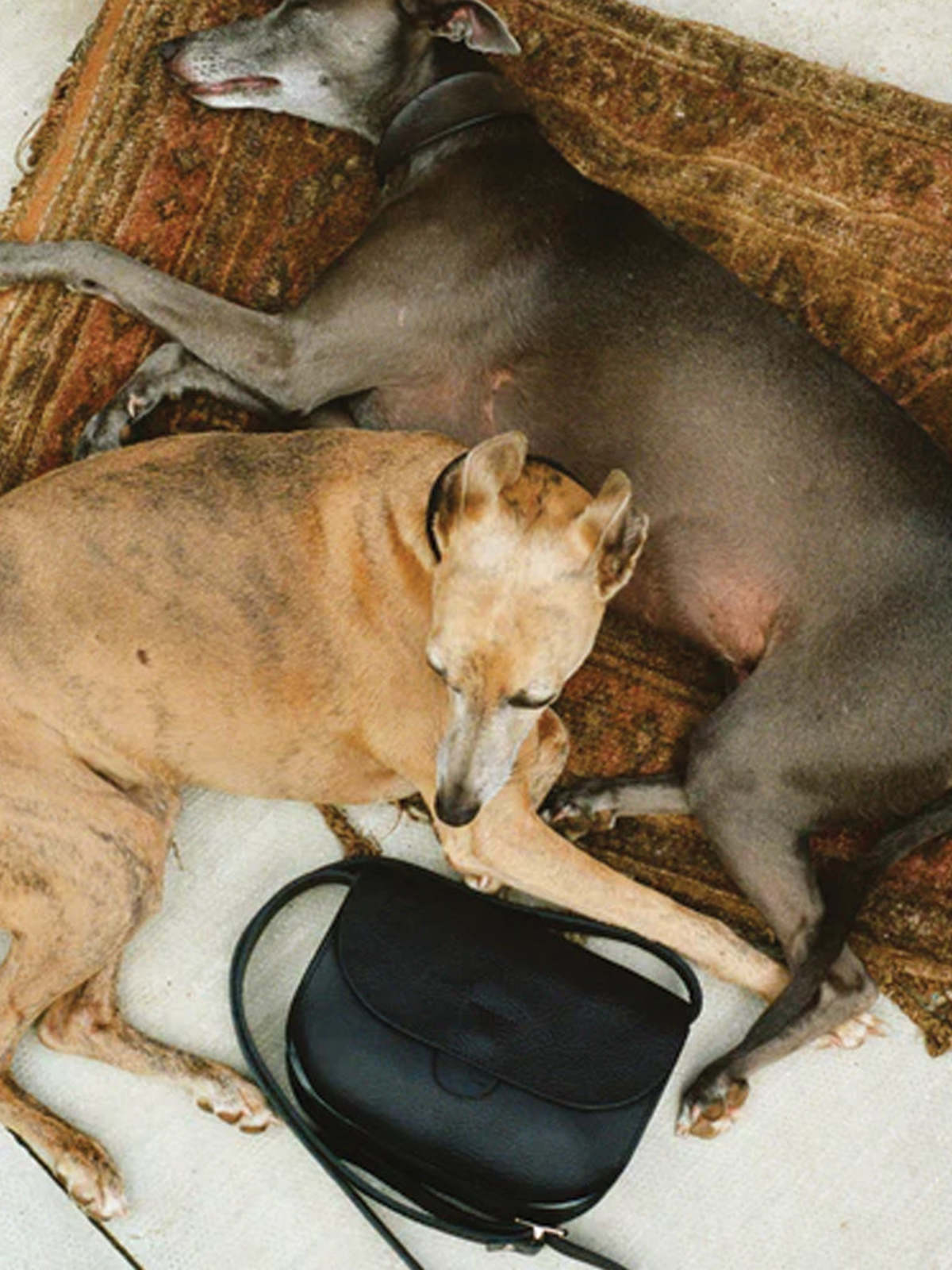 Kate Sheridan Circle Tab Bag - Black | Garmentory