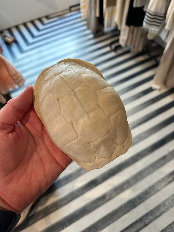 Mt. Modern Vintage bleached tortoise shell white | Garmentory